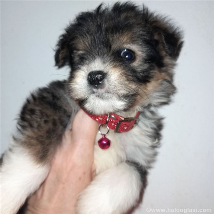 Jorkširski terijer, štene, decak | Halo Oglasi