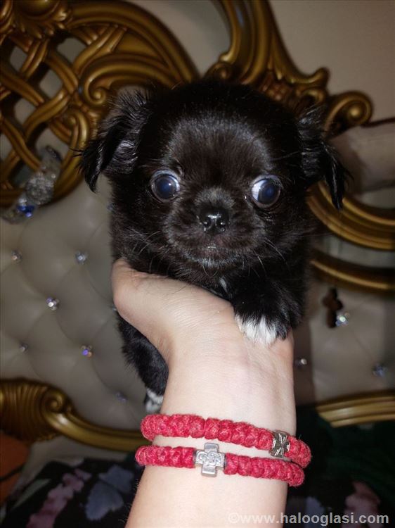 Čivava, štene | Halo Oglasi