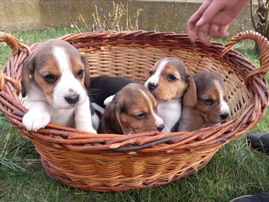 Prodaja pasa i psi na poklon Bigl | Halo oglasi