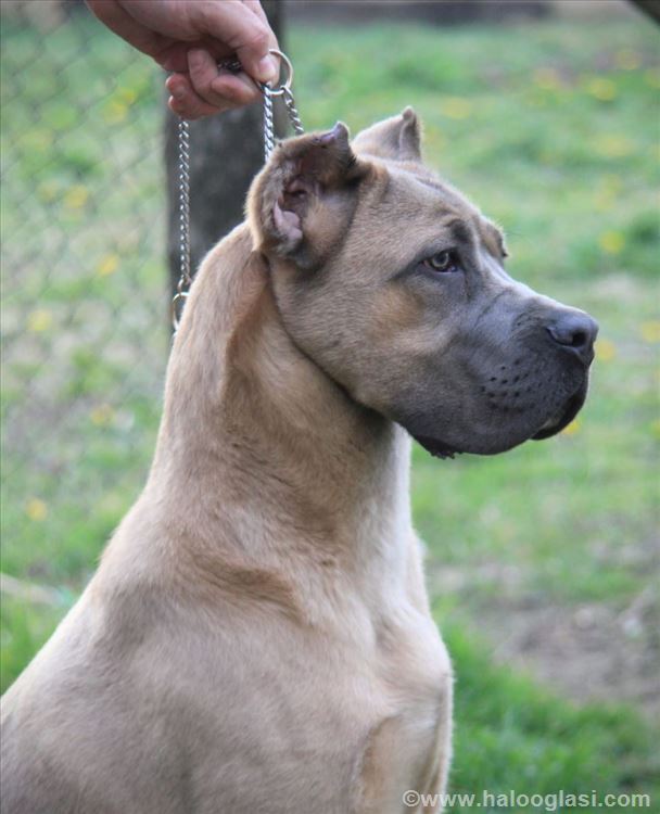 Cane Corso, štenci | Halo Oglasi