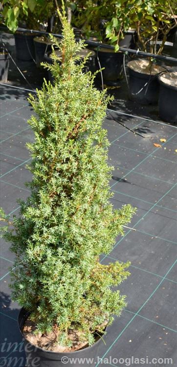 Sadnice Kleke | Halo Oglasi