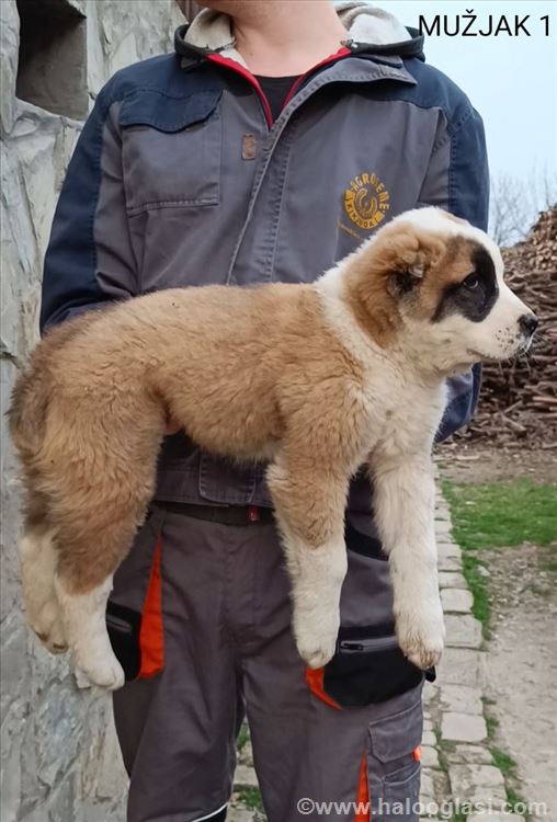 Srednjeazijski ovčar (Azijat, Alabai) | Halo Oglasi