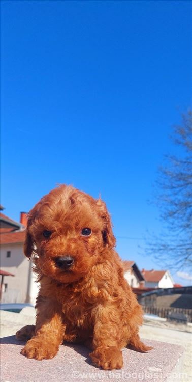 Pudla, štene | Halo Oglasi