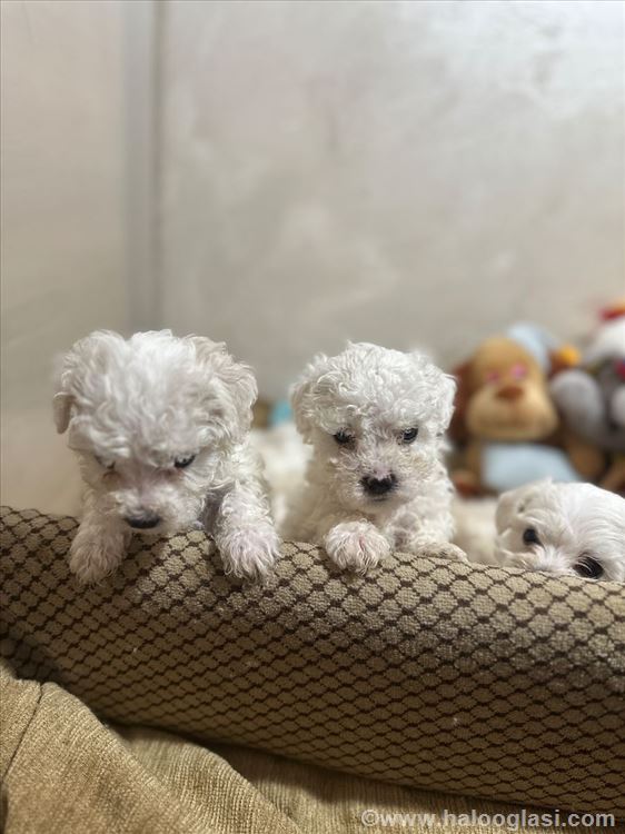 Kovrdžavi bišon, štene | Halo Oglasi