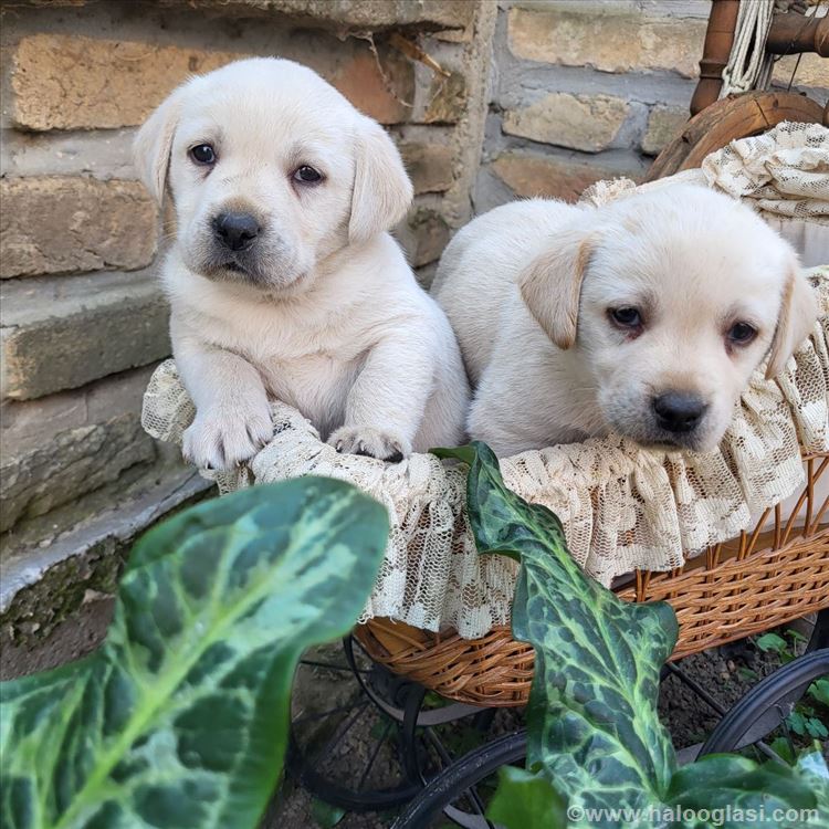 Labrador retriver, štene | Halo Oglasi