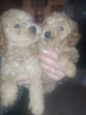 Prodaja pasa i psi na poklon Pudla | Halo oglasi