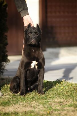 Prodaja pasa i psi na poklon Cane corso | Halo oglasi