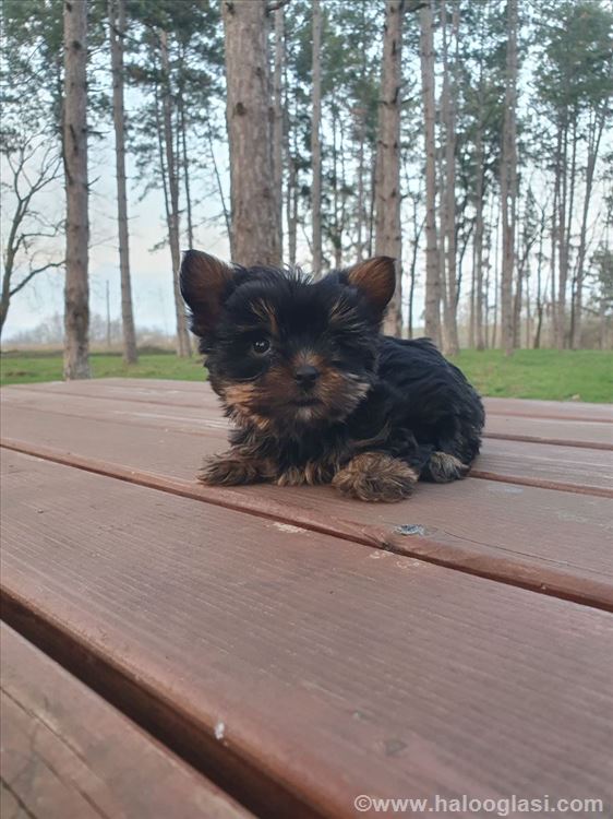 Mini jorki štene | Halo Oglasi