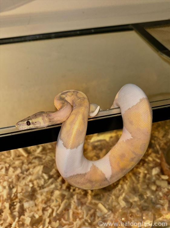 Loptasti piton | Halo Oglasi