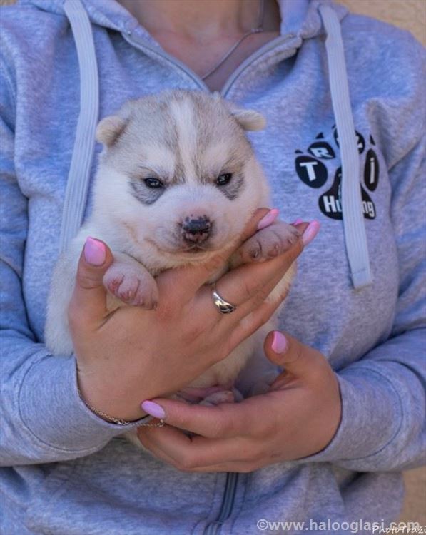 Sibirski haski štenci | Halo Oglasi