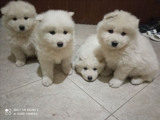 Prodaja pasa i psi na poklon Samojed | Halo oglasi