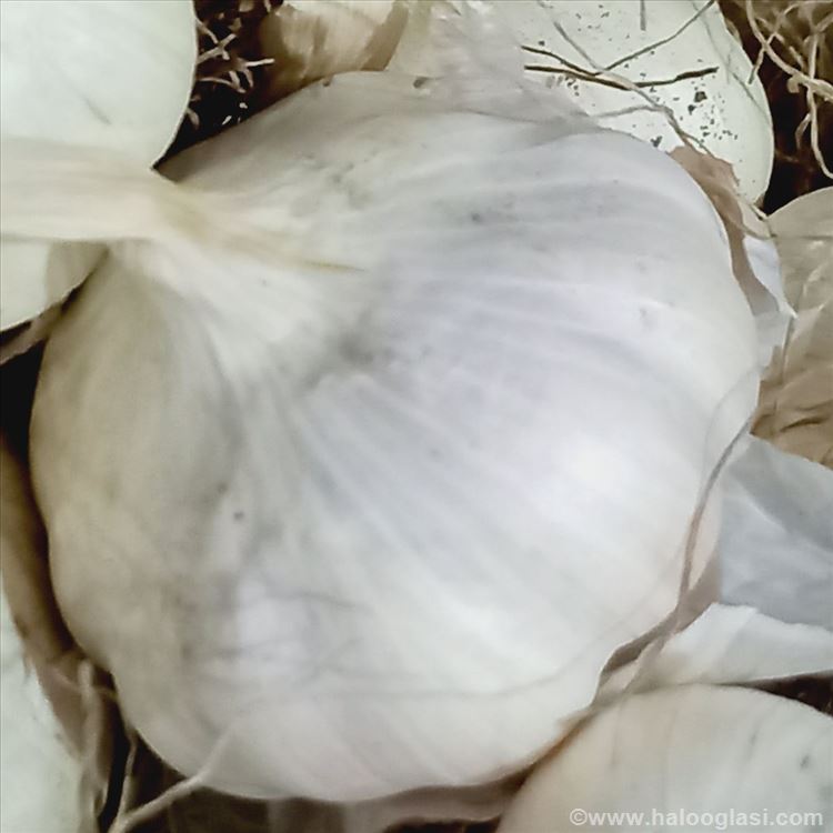 Beli luk domaći | Halo Oglasi