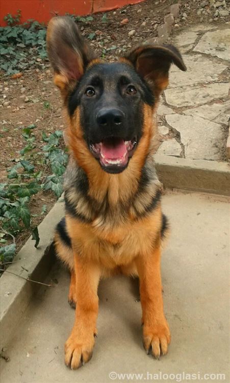 Nemački ovčar, vrhunsko štene,Beograd | Halo Oglasi