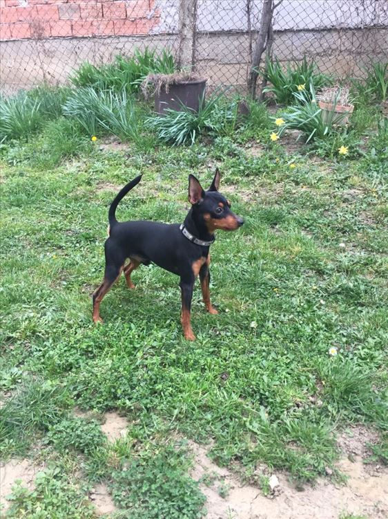 Patuljasti pinč, mlad pas | Halo Oglasi