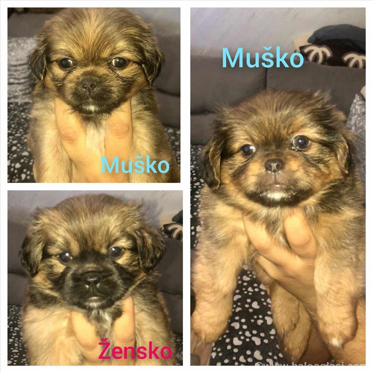 Pekinezer, štene | Halo Oglasi