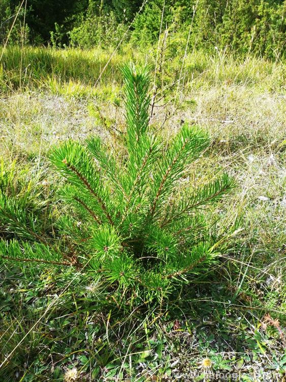 Zlatarski bor jela smrča | Halo Oglasi