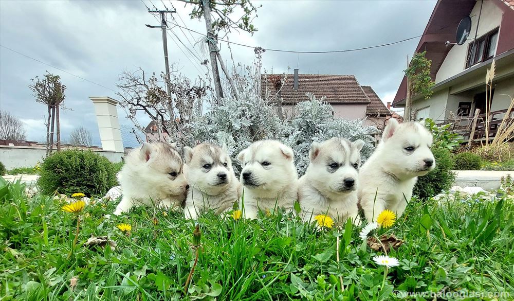 Sibirski haski, stenci | Halo Oglasi