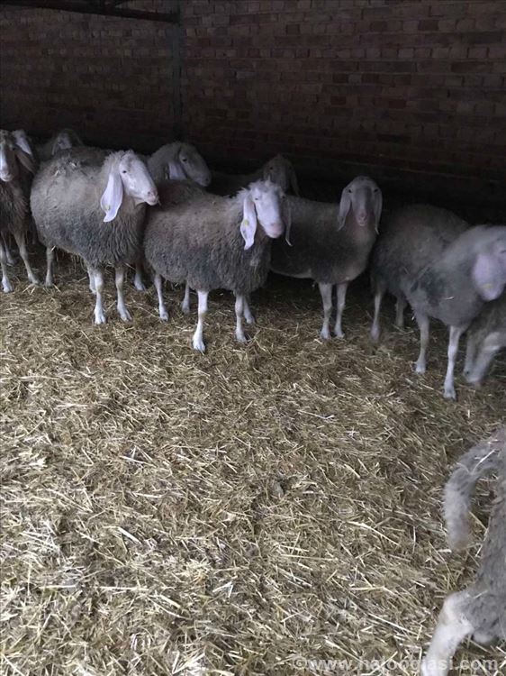 Ovce za klanje | Halo Oglasi