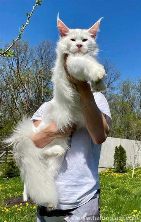 Maine Coon mače,Meow Menor cattery WCF | Halo Oglasi