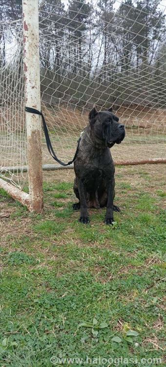 Cane corso zenka na prodaju | Halo Oglasi