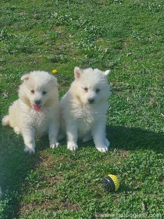 Samojed, štene | Halo Oglasi