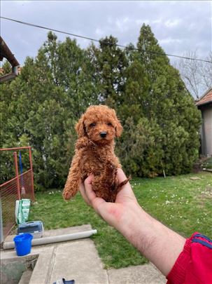 Prodaja pasa i psi na poklon Pudla | Halo oglasi