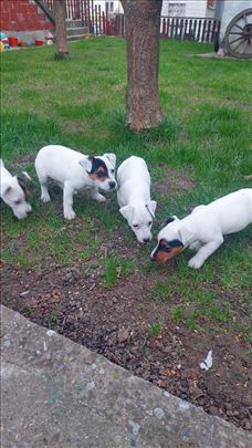 Prodaja pasa i psi na poklon Džek Rasel terijer | Halo oglasi