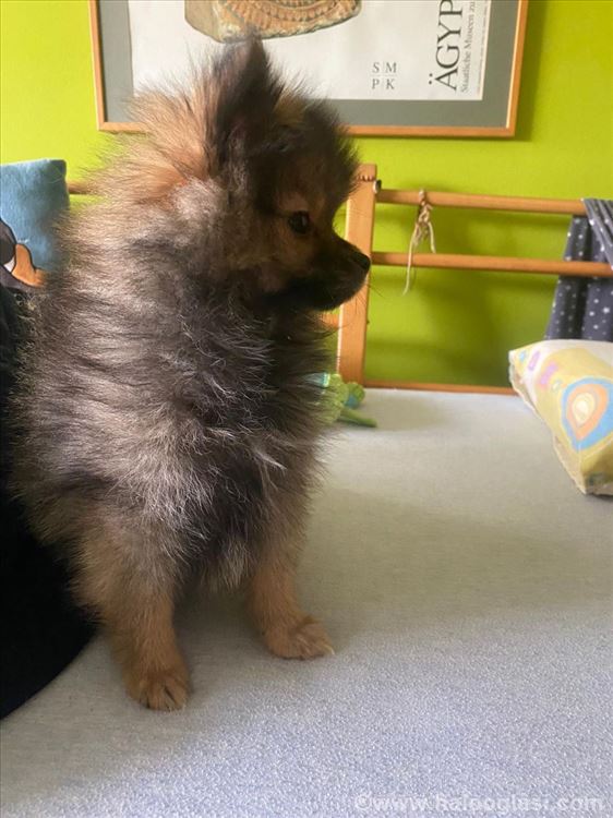 Pomeranski špic boo, štene | Halo Oglasi