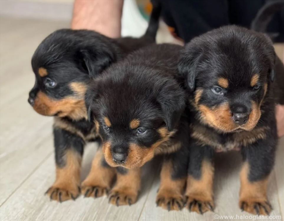 Rotvajler štenci | Halo Oglasi