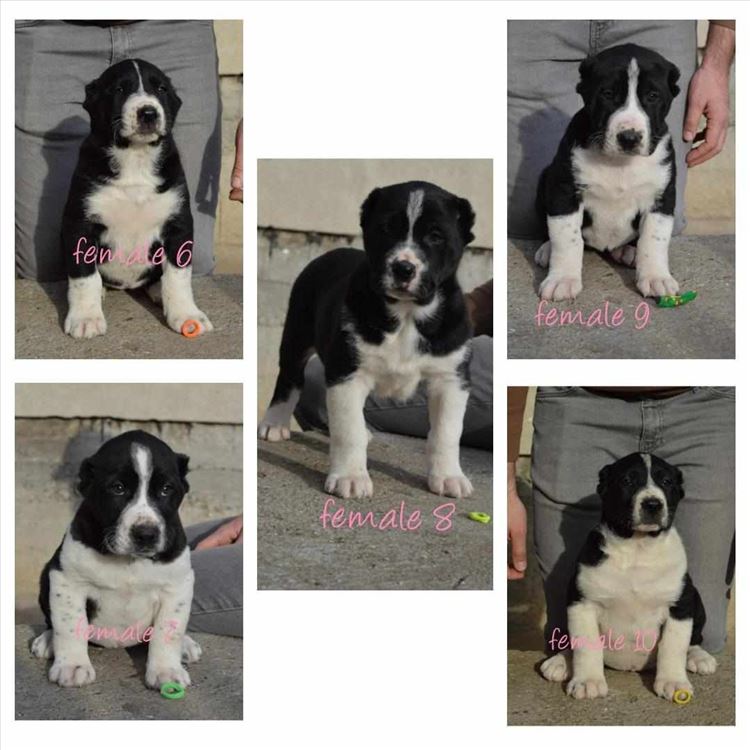 Srednjeazijski ovčar Azijat štenci | Halo Oglasi