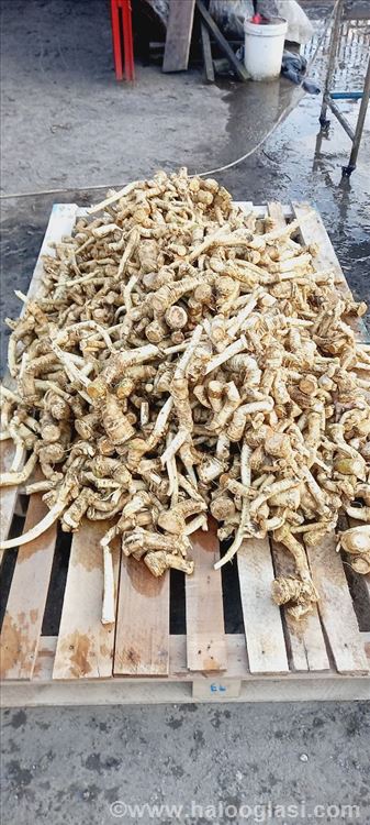 Ren koren | Halo Oglasi