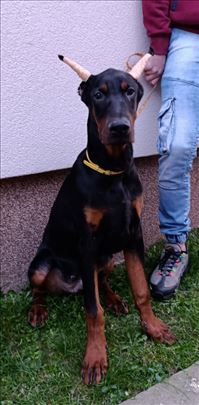 Prodaja pasa i psi na poklon Doberman | Halo oglasi