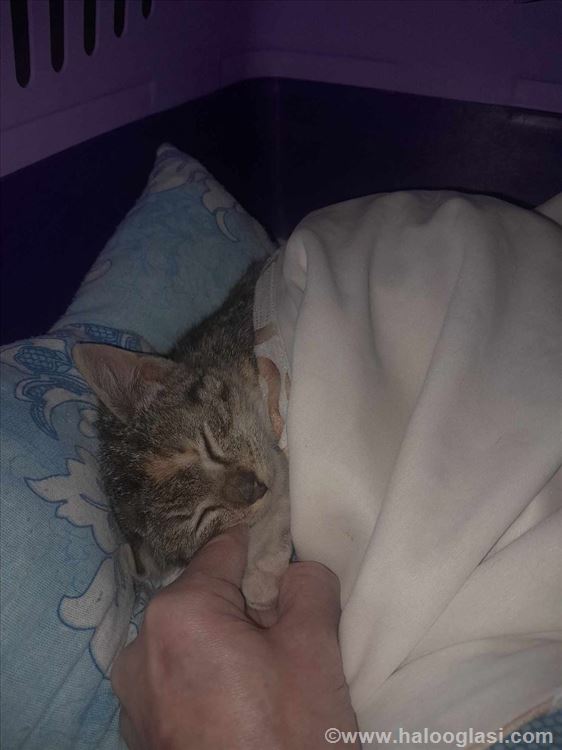 Poklanja se lepa, mala, umiljata trobojna maca | Halo Oglasi