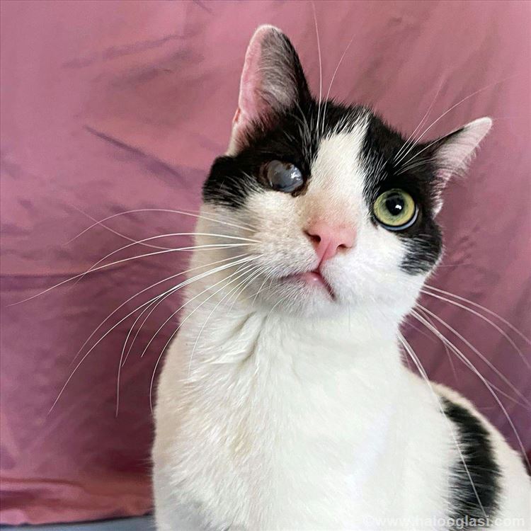 Mačak Rudi traži dom za maženje i igru | Halo Oglasi