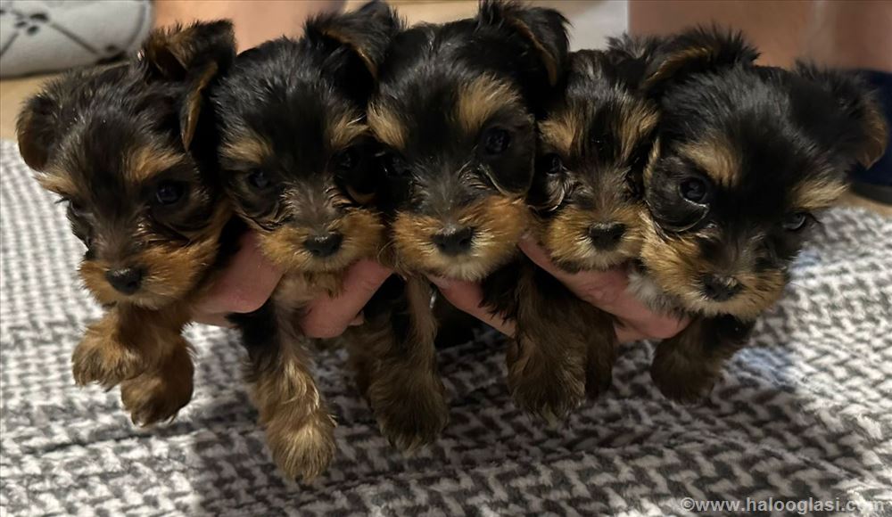 Mini Jorkširski terijeri | Halo Oglasi