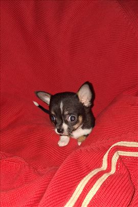 Prodaja pasa i psi na poklon Čivava | Halo oglasi