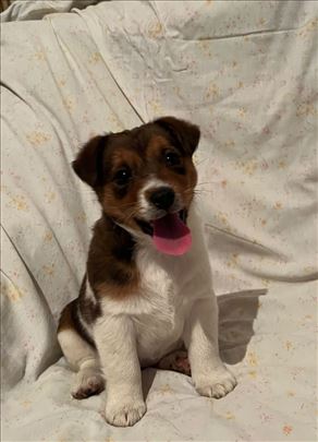 Prodaja pasa i psi na poklon Džek Rasel terijer | Halo oglasi