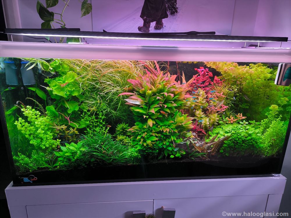 Akvarijumske biljke/biljke za akvarijum | Halo Oglasi