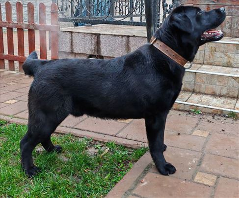 Prodaja pasa i psi na poklon Labrador retriver | Halo oglasi