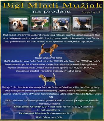 Prodaja pasa i psi na poklon Bigl | Halo oglasi