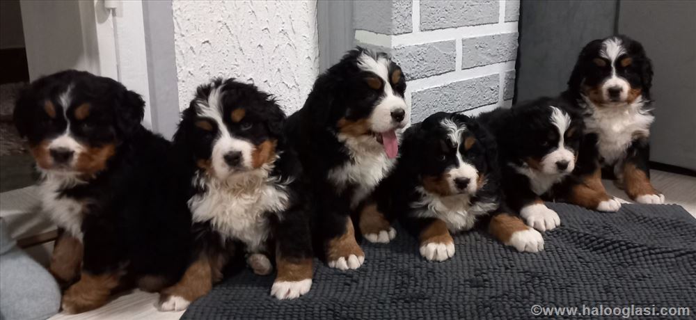 Bernski pastirski pas, štenci | Halo Oglasi
