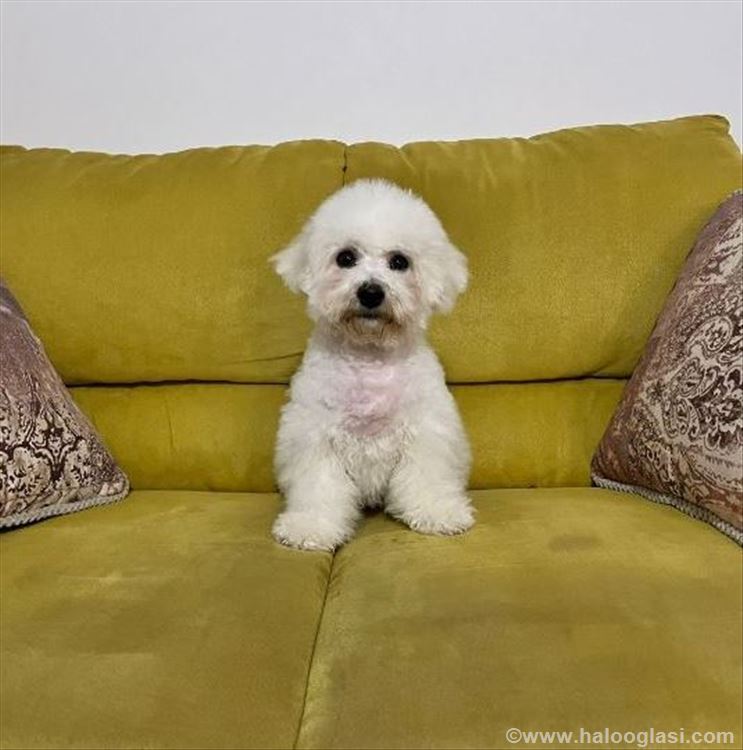 Kovrdžavi bišon, štene mužjak | Halo Oglasi