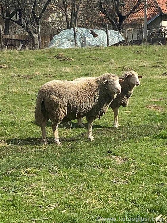 Ovan za priplod | Halo Oglasi