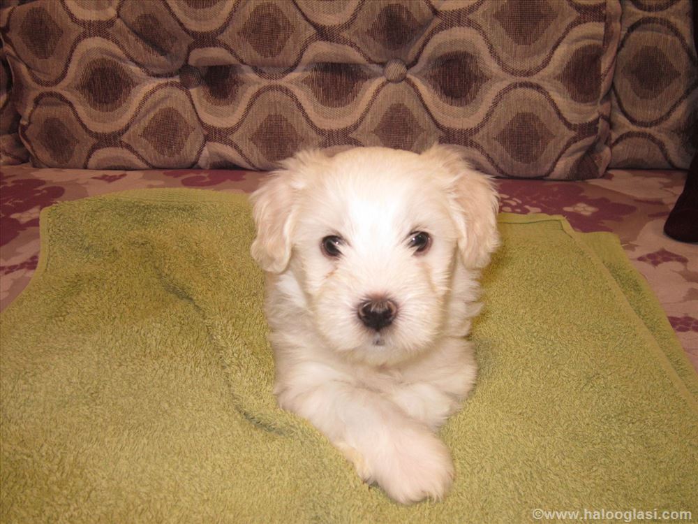Tulearski pas, štene (Coton de Tulear) | Halo Oglasi