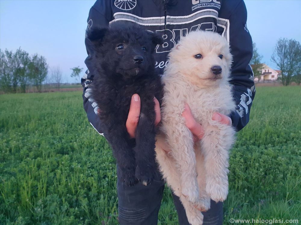 Vojvođanski pulin, štene | Halo Oglasi