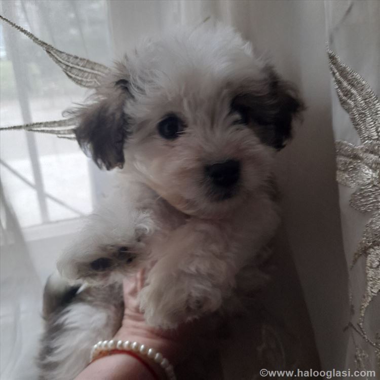 Beba havanezera i maltezera, decak | Halo Oglasi
