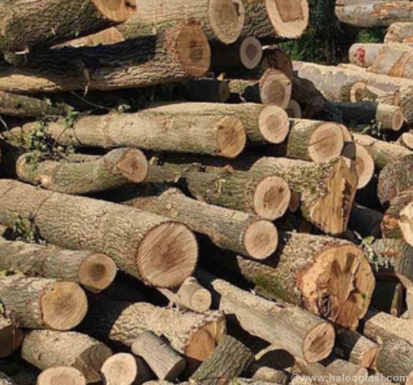 Bagrem - drva | Halo Oglasi