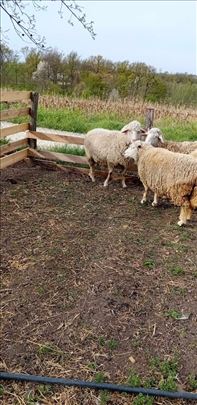 Ovce prodaja i potražnja | Halo oglasi