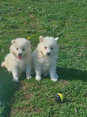 Prodaja pasa i psi na poklon Samojed | Halo oglasi