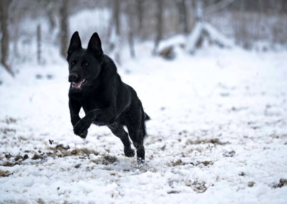 Nemački ovčar radni psi na prodaju | Halo Oglasi